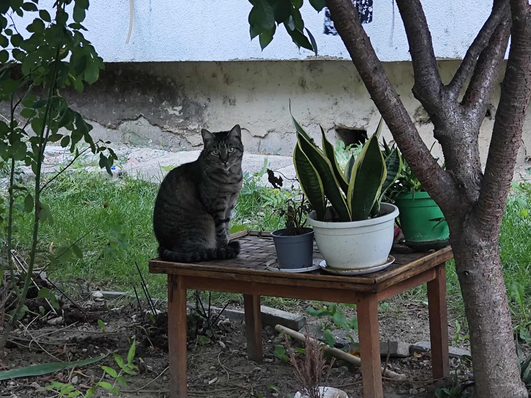 Poza zilei 25 septembrie 2025 - Botosaneanul