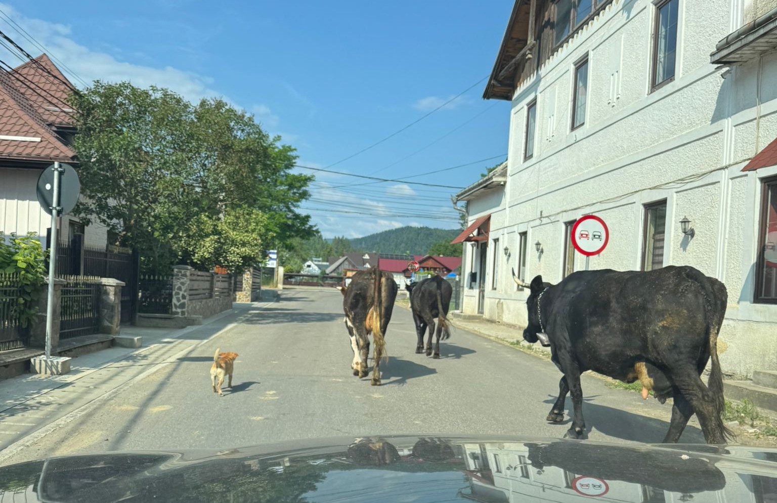 Poza zilei 14 iulie 2025 - Botosaneanul