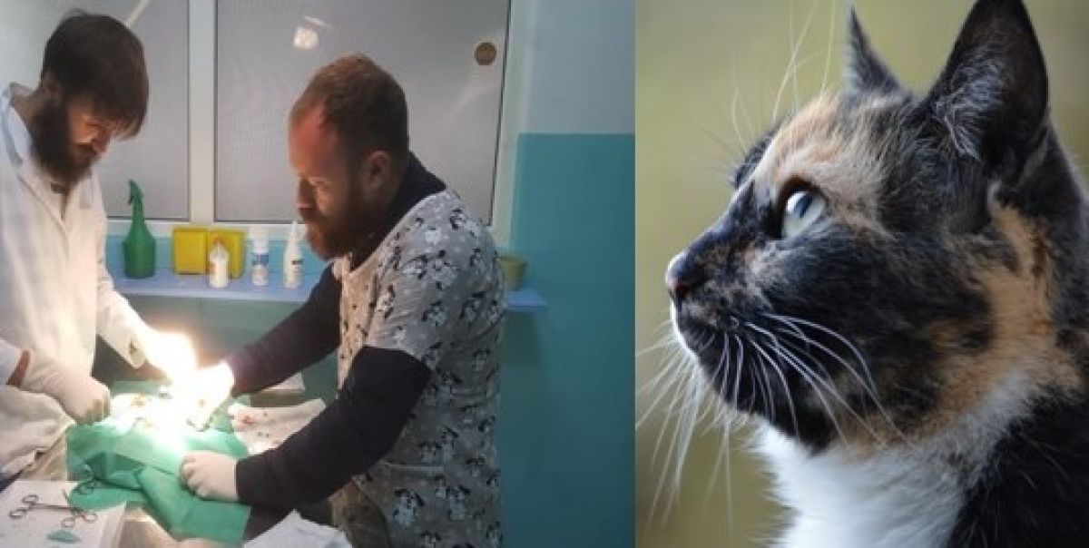 SIDA pisicilor, boala care îți dă fiori dacă nu știi nimic despre ea ...