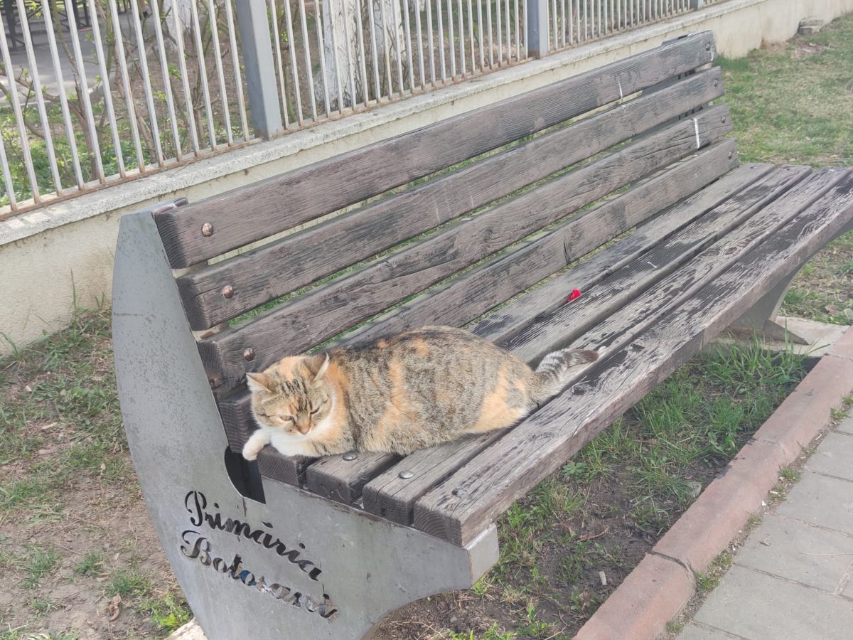 Poza zilei 13 aprilie 2022 - Botosaneanul