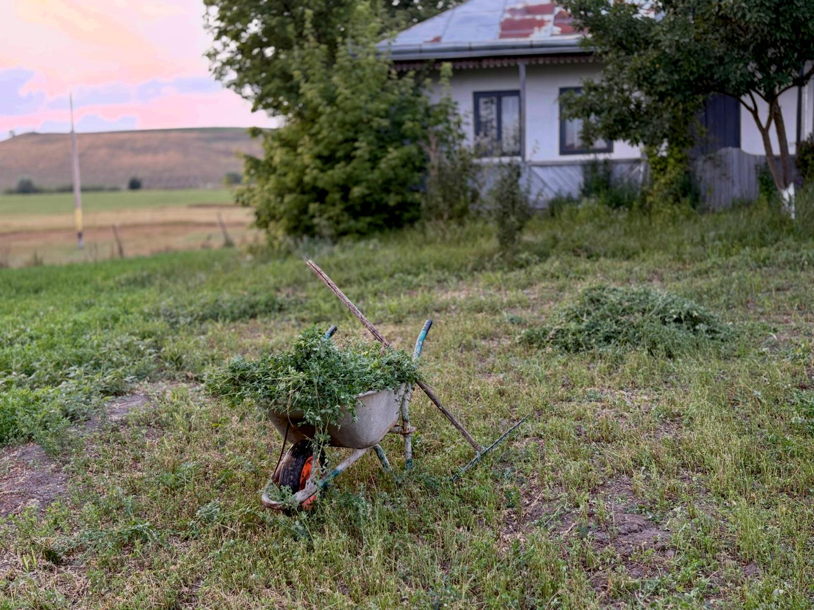 Poza zilei 31 iulie 2025 - Botosaneanul