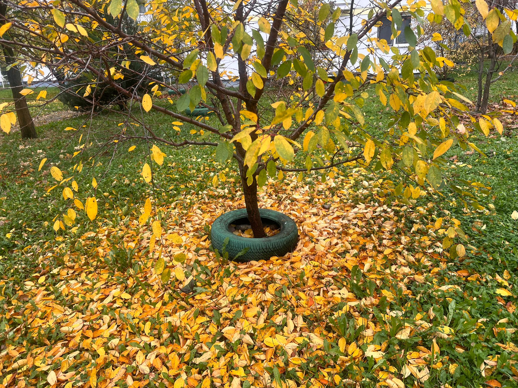 Poza zilei 21 noiembrie 2025 - Botosaneanul