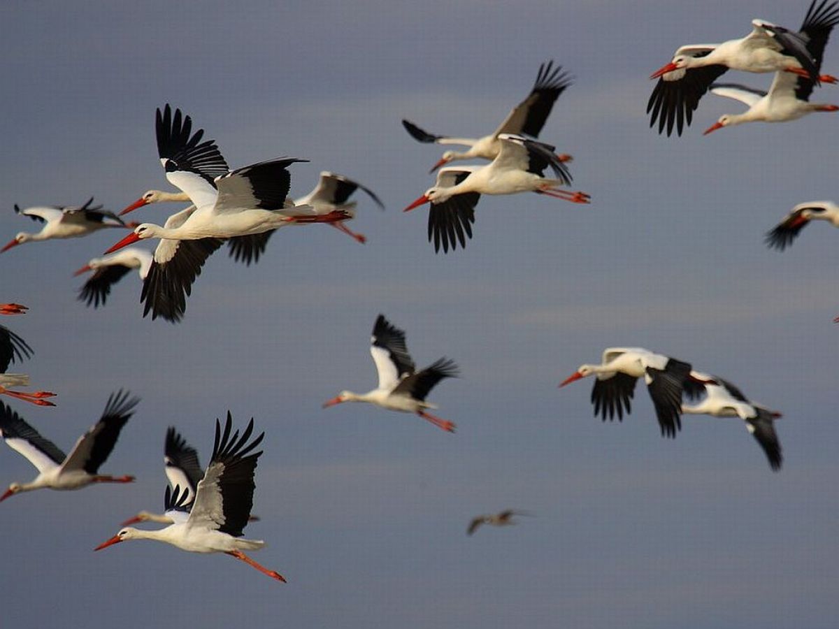 Ziua Mondiala a Pasarilor Migratoare : CATE specii sunt in Botosani ...