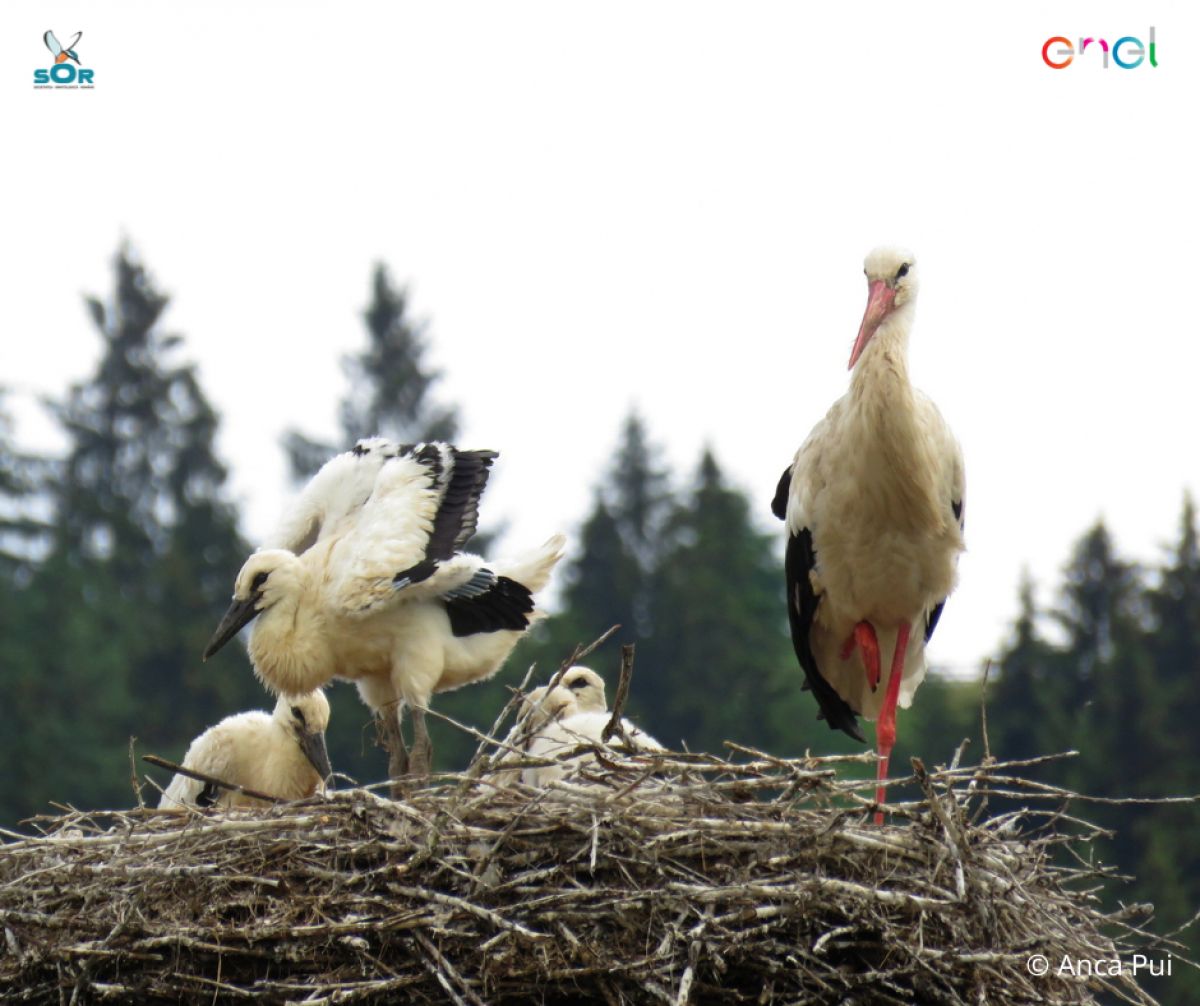 Uite barza! 2022: La Botosani a fost identificat un cuib ”extrem ...